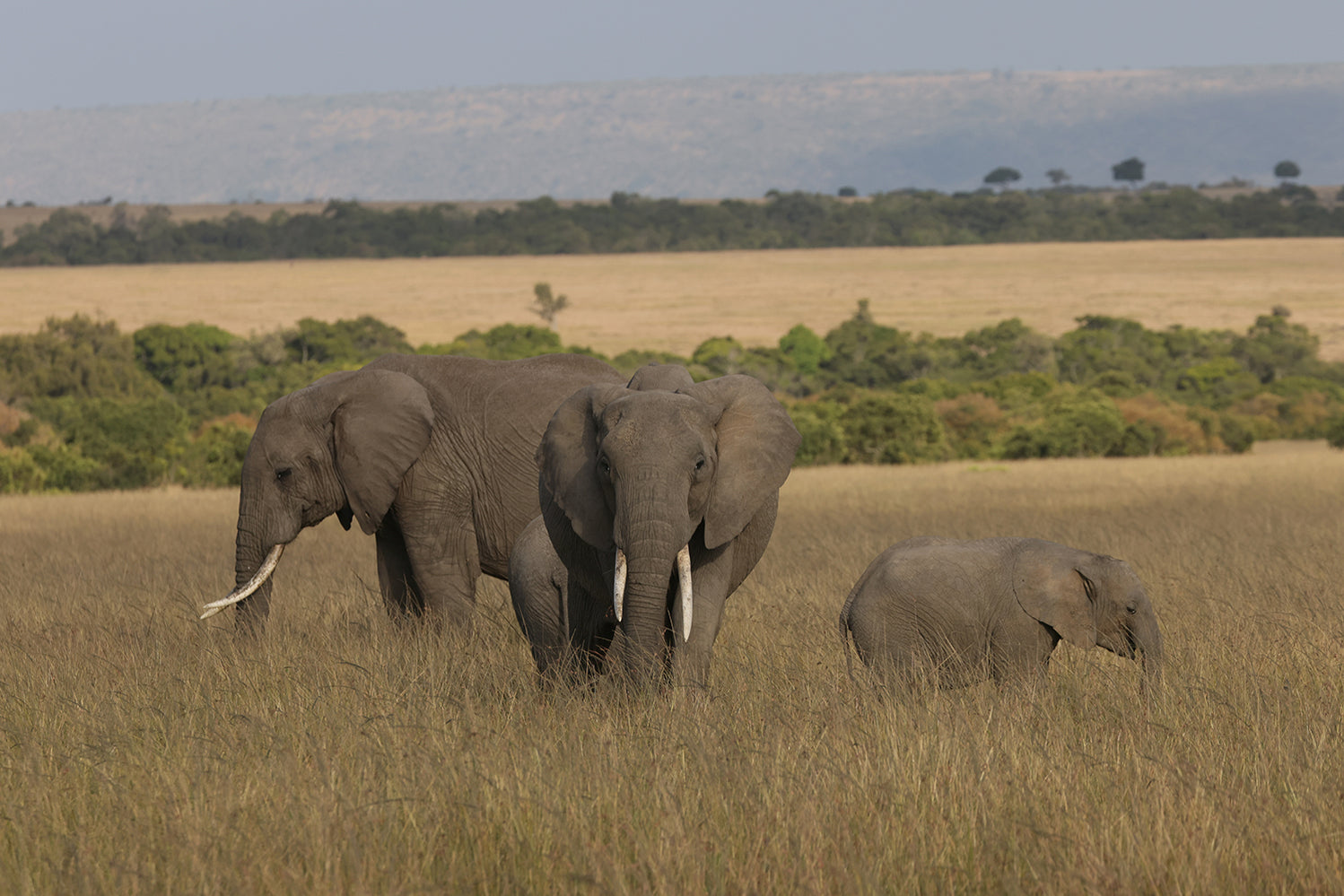 Sleep Stories: Zanzibar, Zebras, Zzz's